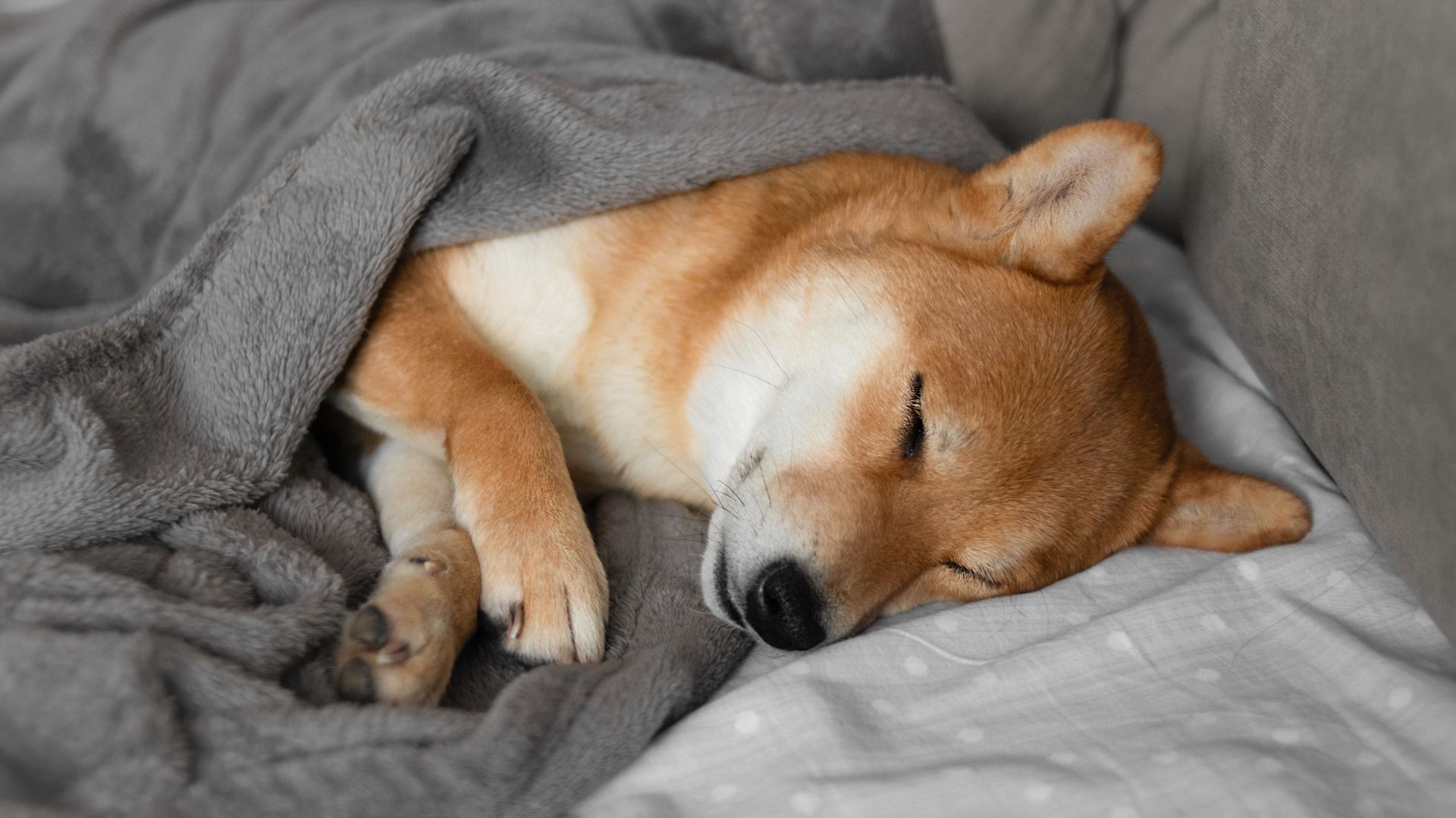 19 Life-Changing Lessons We Can Learn From Our Dogs – RB Italia Blog