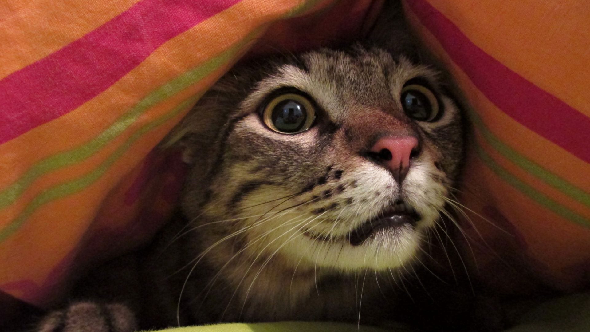17 Home Design Choices That Make Your Cat Feel Stressed – RB Italia Blog