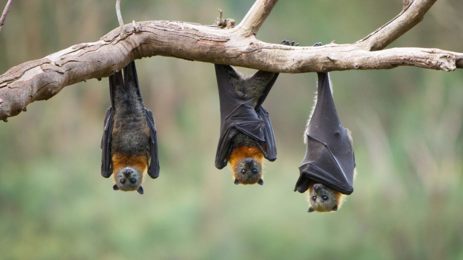 15 Animals People Fear the Most, According to Research – RB Italia Blog