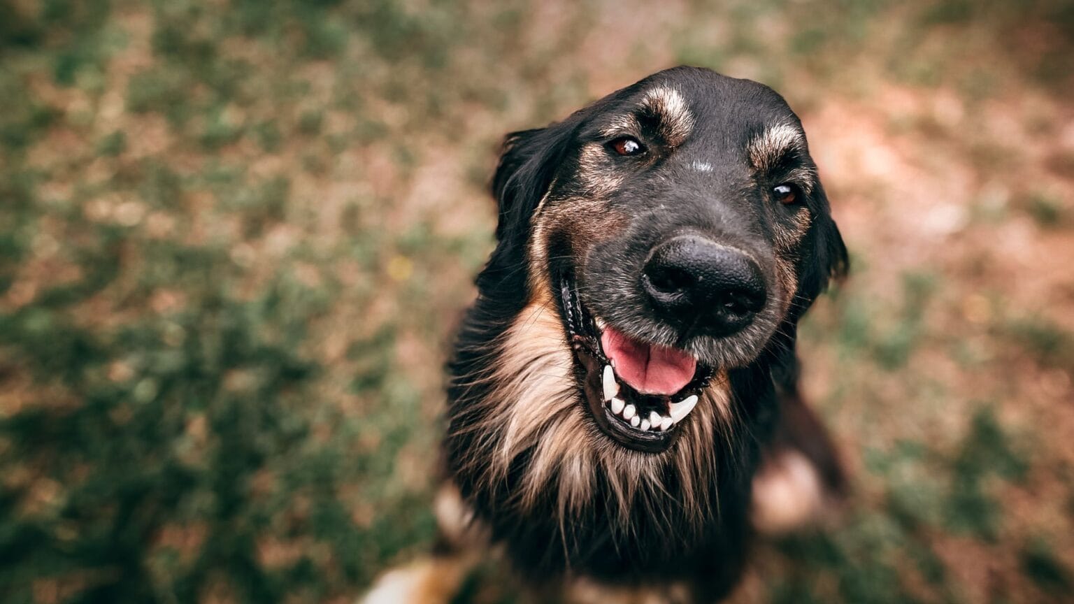 15 Animals People Fear the Most, According to Research – RB Italia Blog