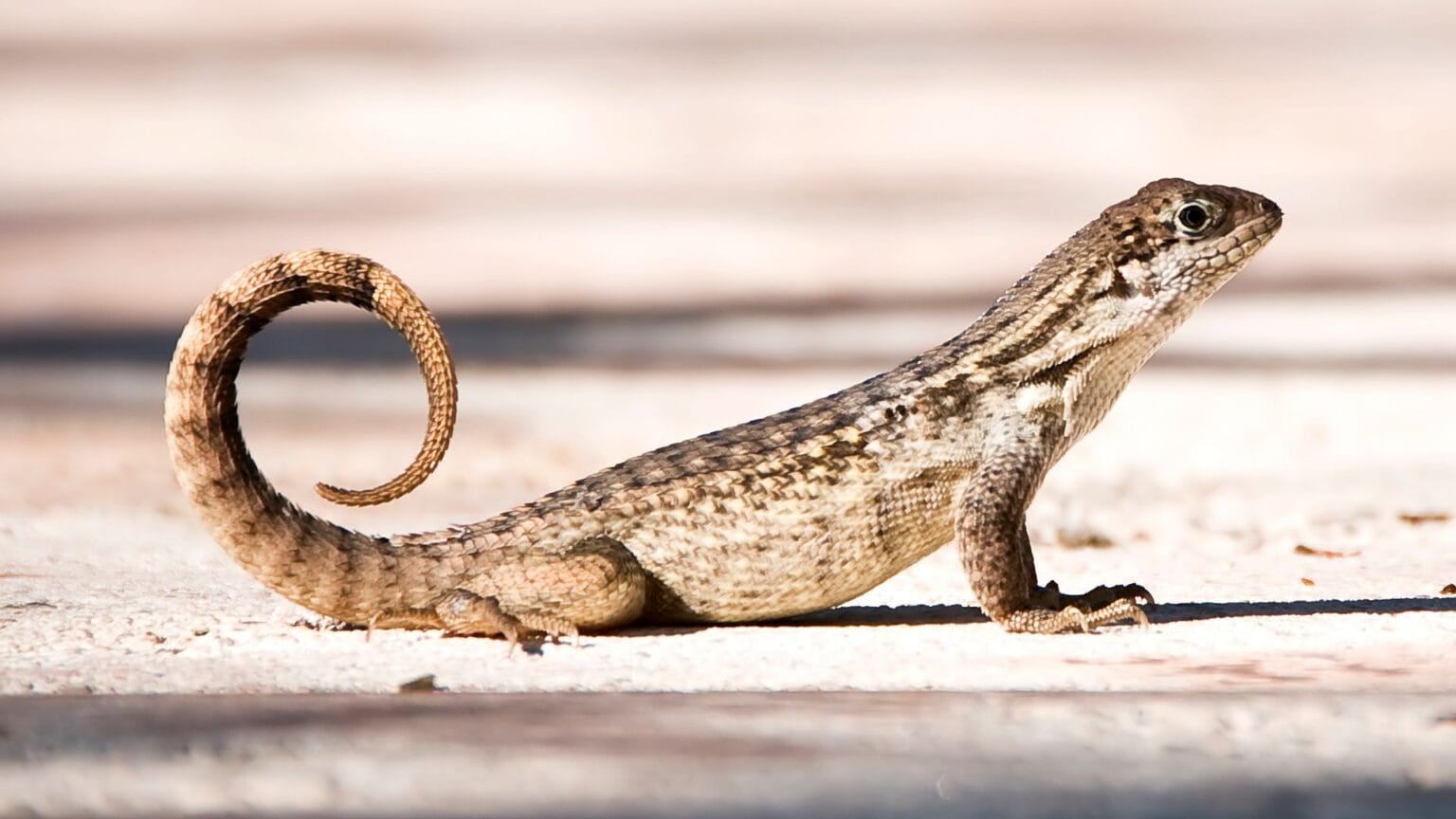 15 Animals People Fear the Most, According to Research – RB Italia Blog