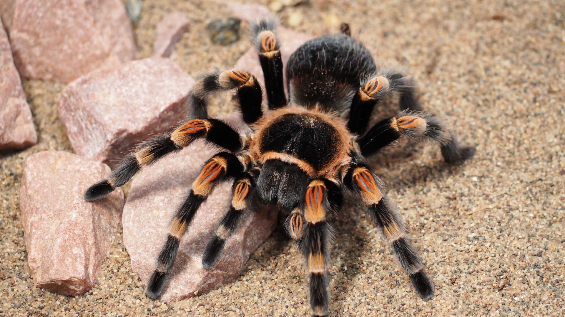 15 Animals People Fear the Most, According to Research – RB Italia Blog